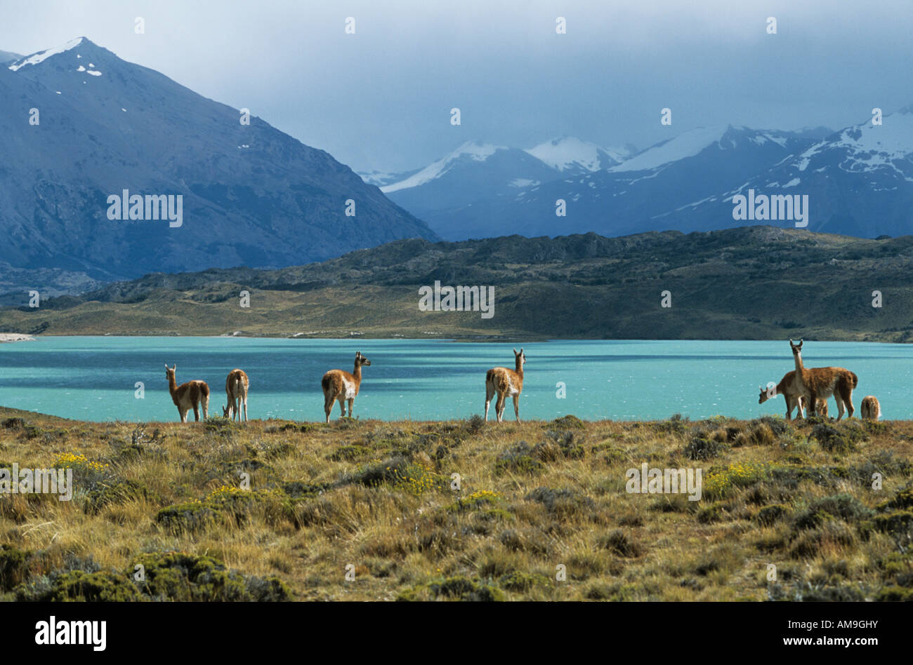 Guanaco by azure coloured lake in Parque Nacional Perito Moreno ...