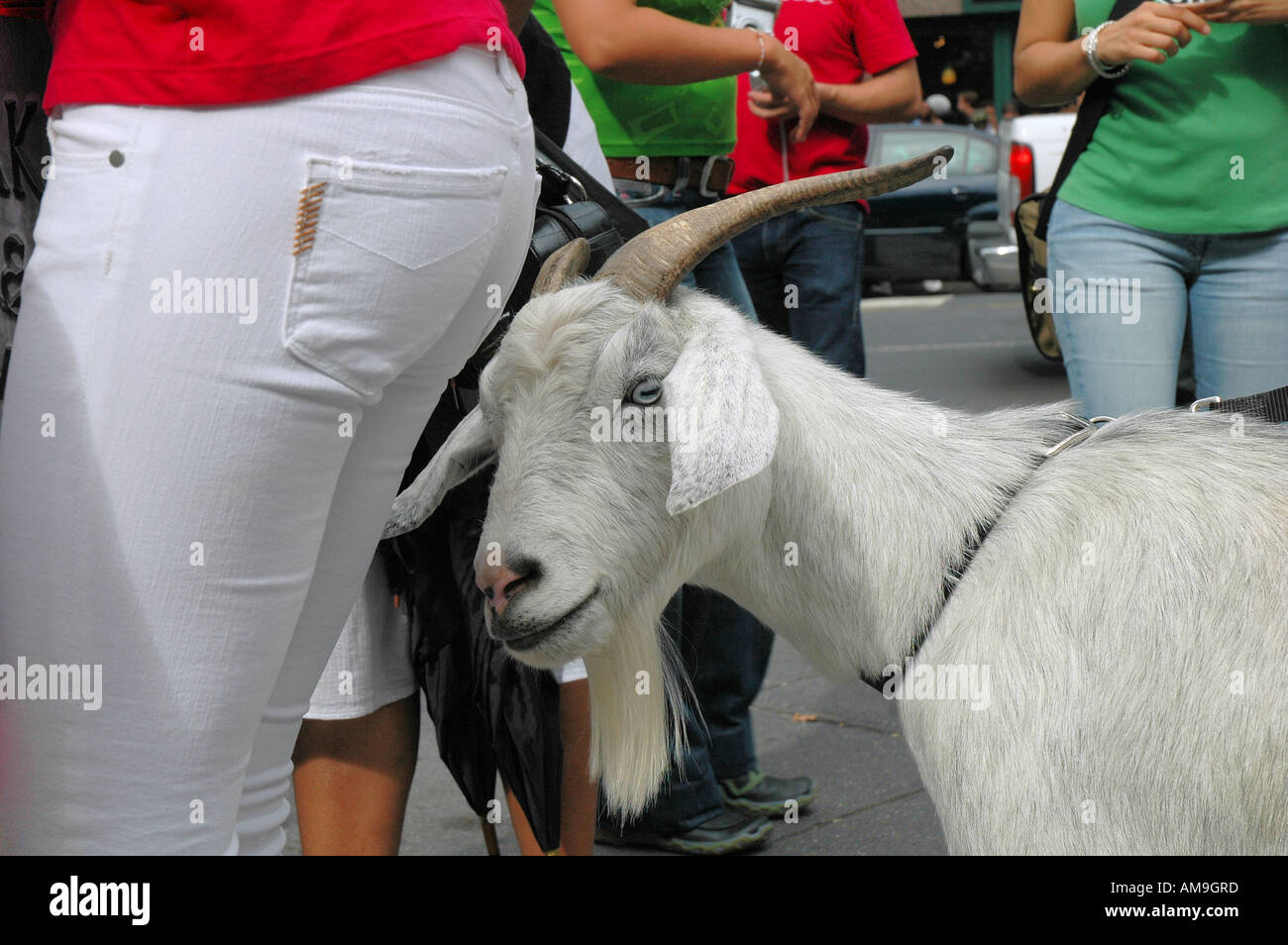 goat butting butt Stock Photo - Alamy