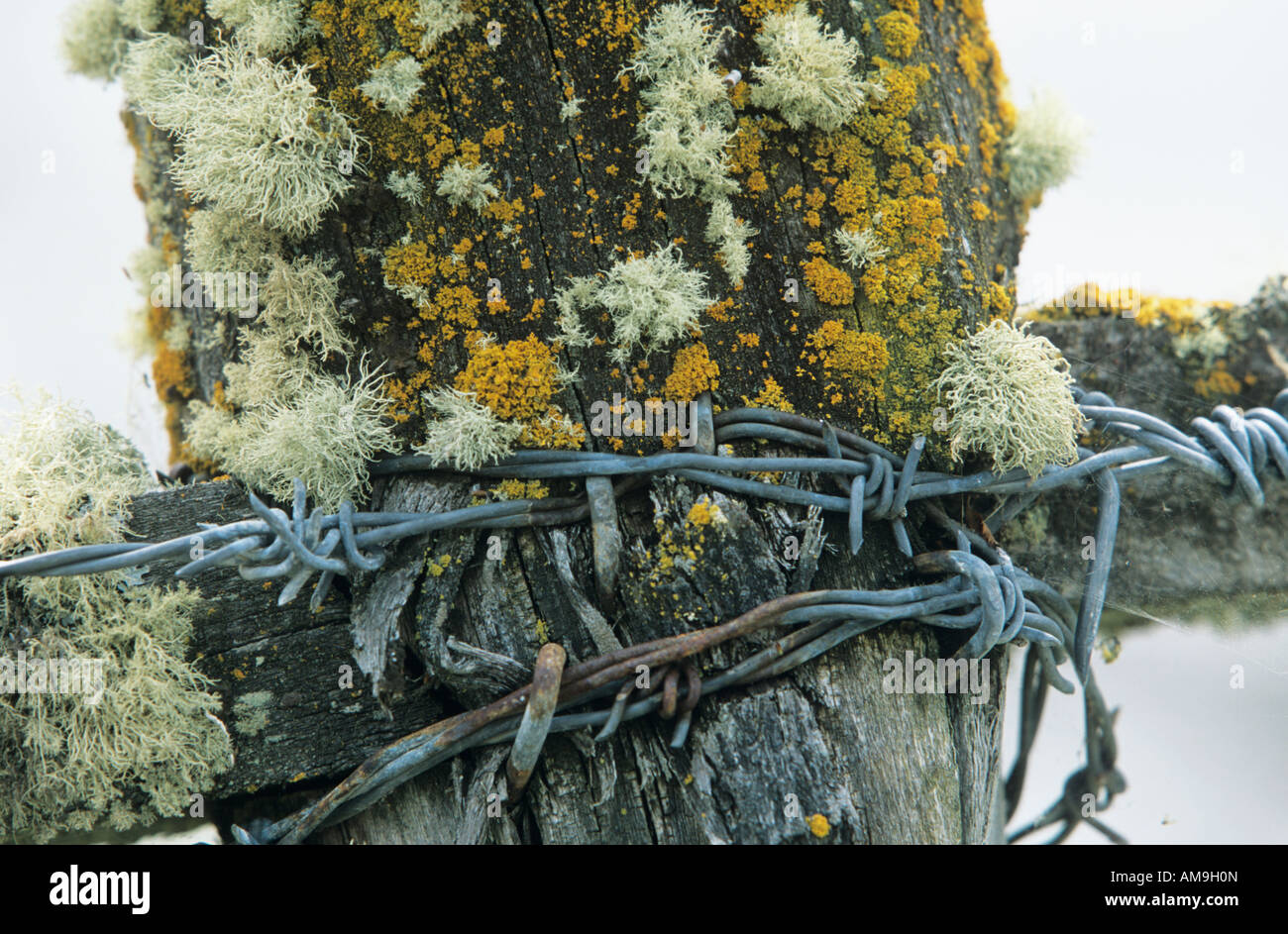 Moss and lichen on fence post with barbed wire Stock Photo - Alamy