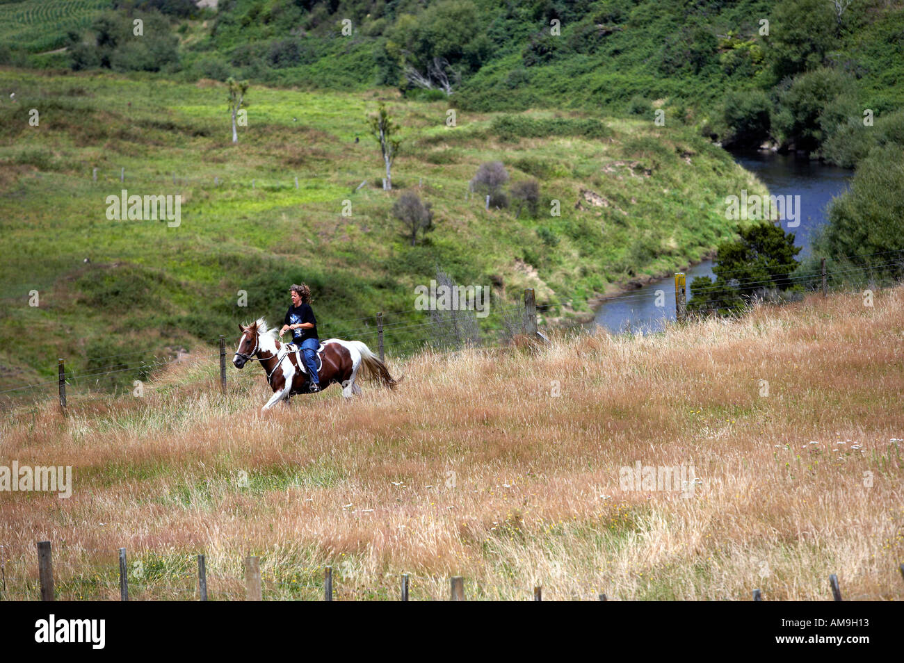 Horse riding Ruapehu District North Island New Zealand Stock Photo - Alamy