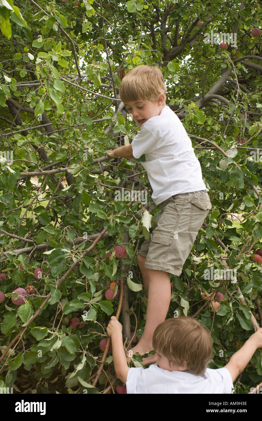 children climbing apple trees Stock Photo - Alamy
