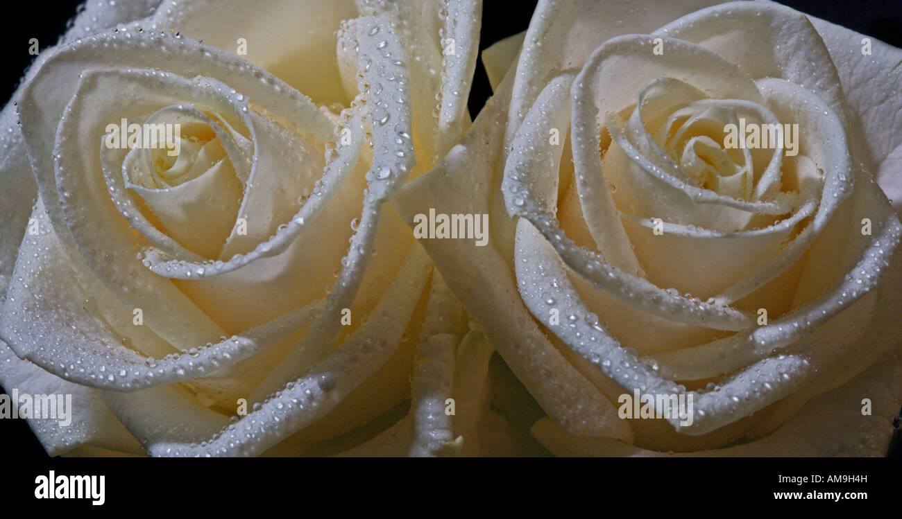 Two cream roses hi-res stock photography and images - Alamy