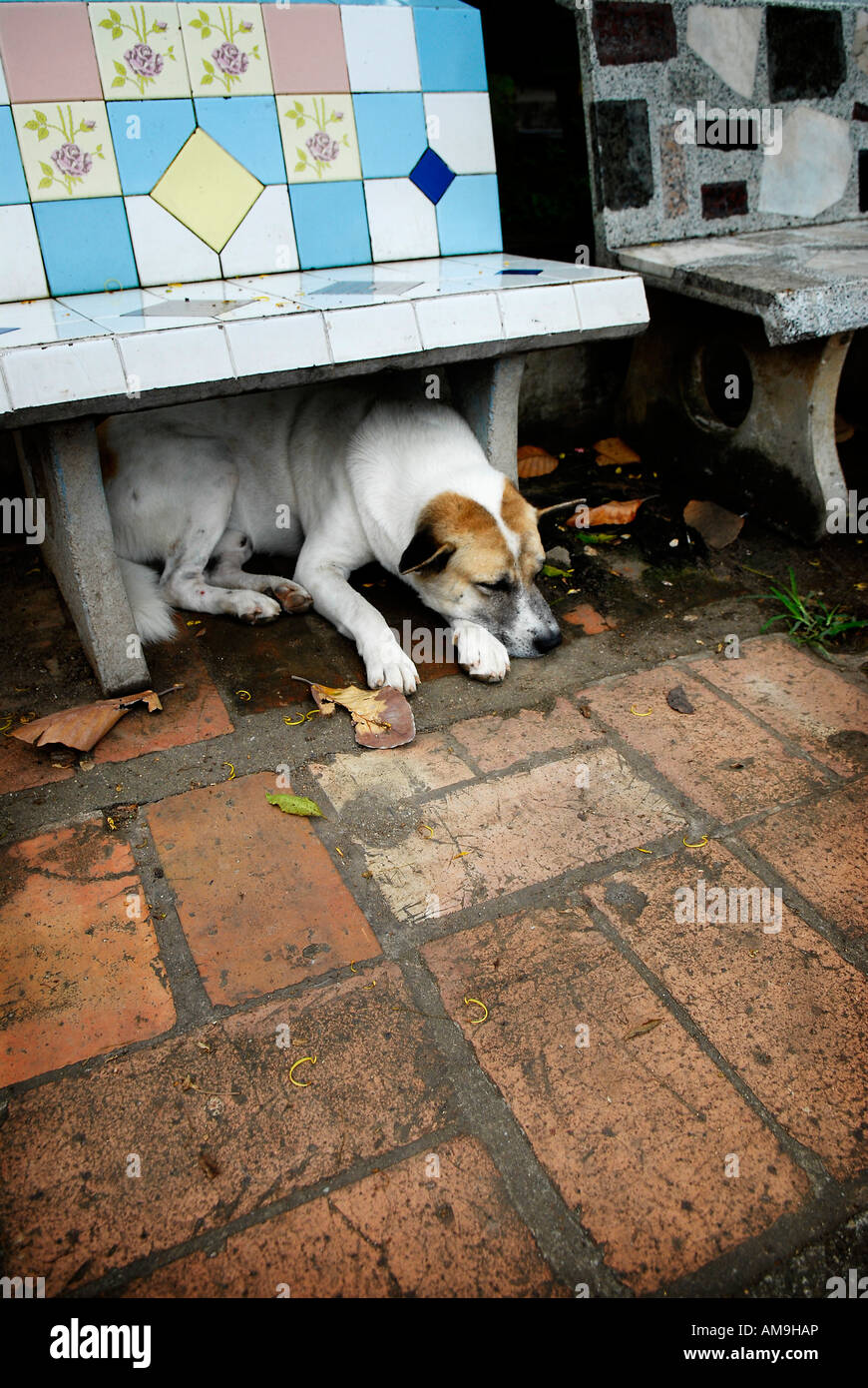 temple dog, chiang mai, thailand Stock Photo - Alamy