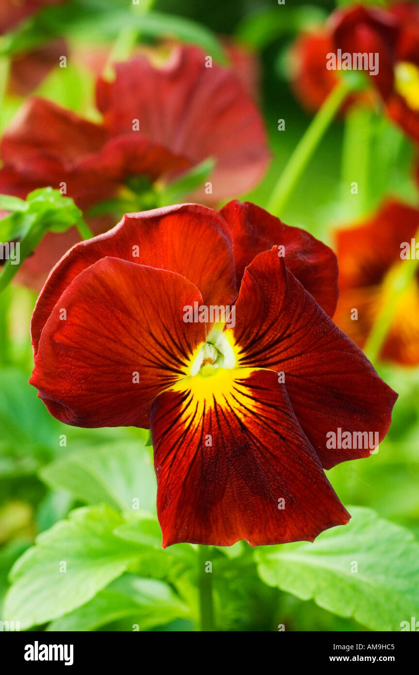 Pansy cultivar hi-res stock photography and images - Alamy