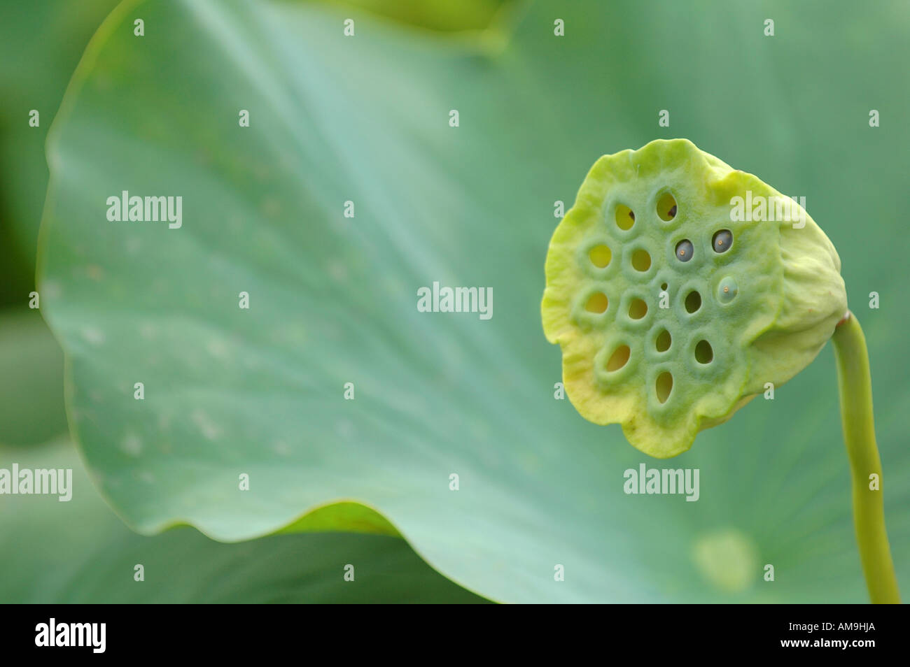 Lotus pod hi-res stock photography and images - Alamy