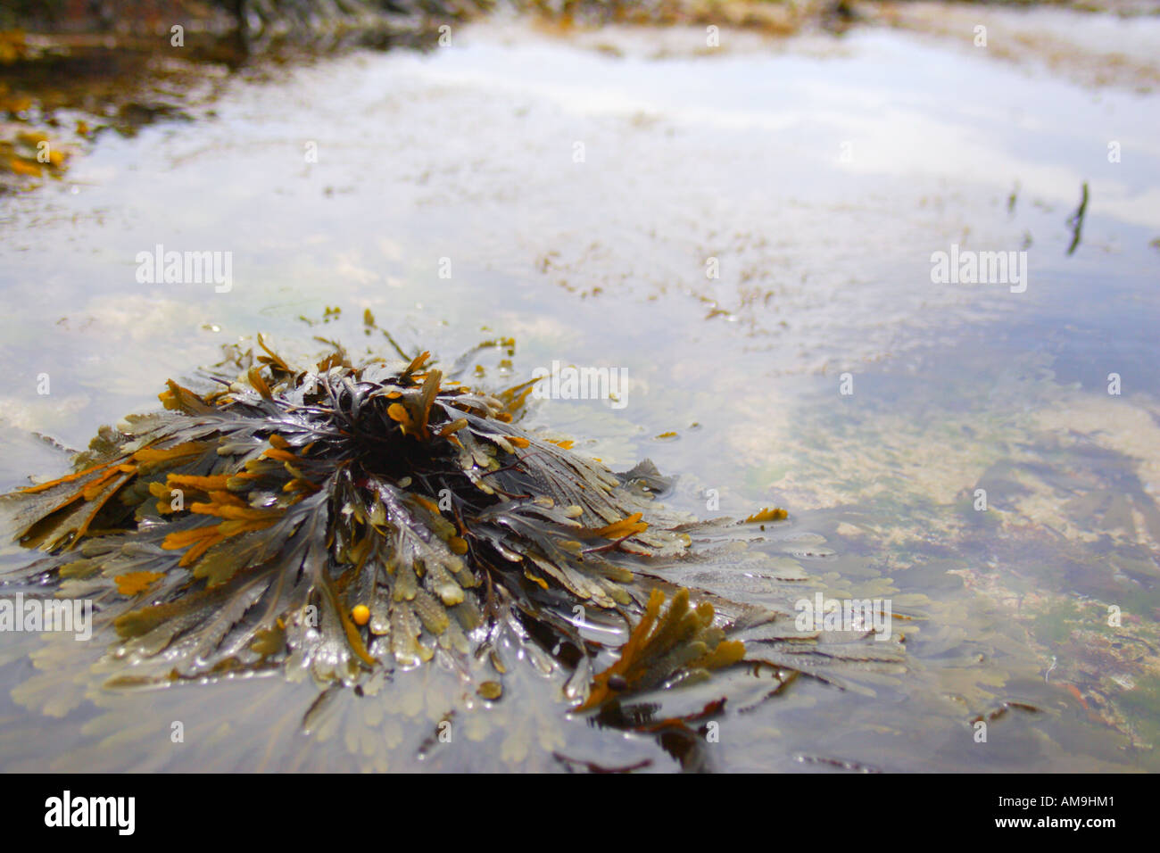 seaweed in rock pool Stock Photo - Alamy