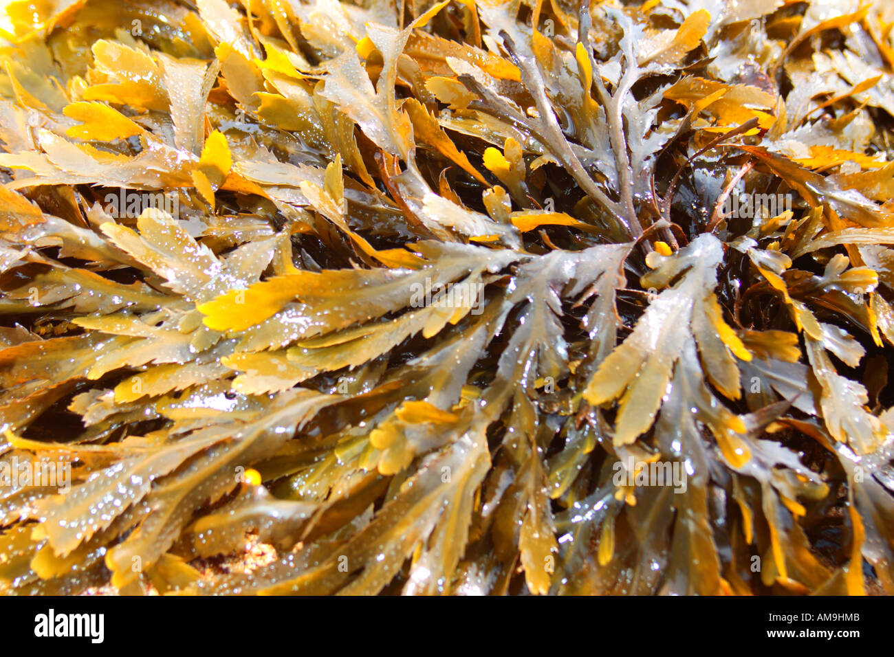 Jersey seaweed hi-res stock photography and images - Alamy