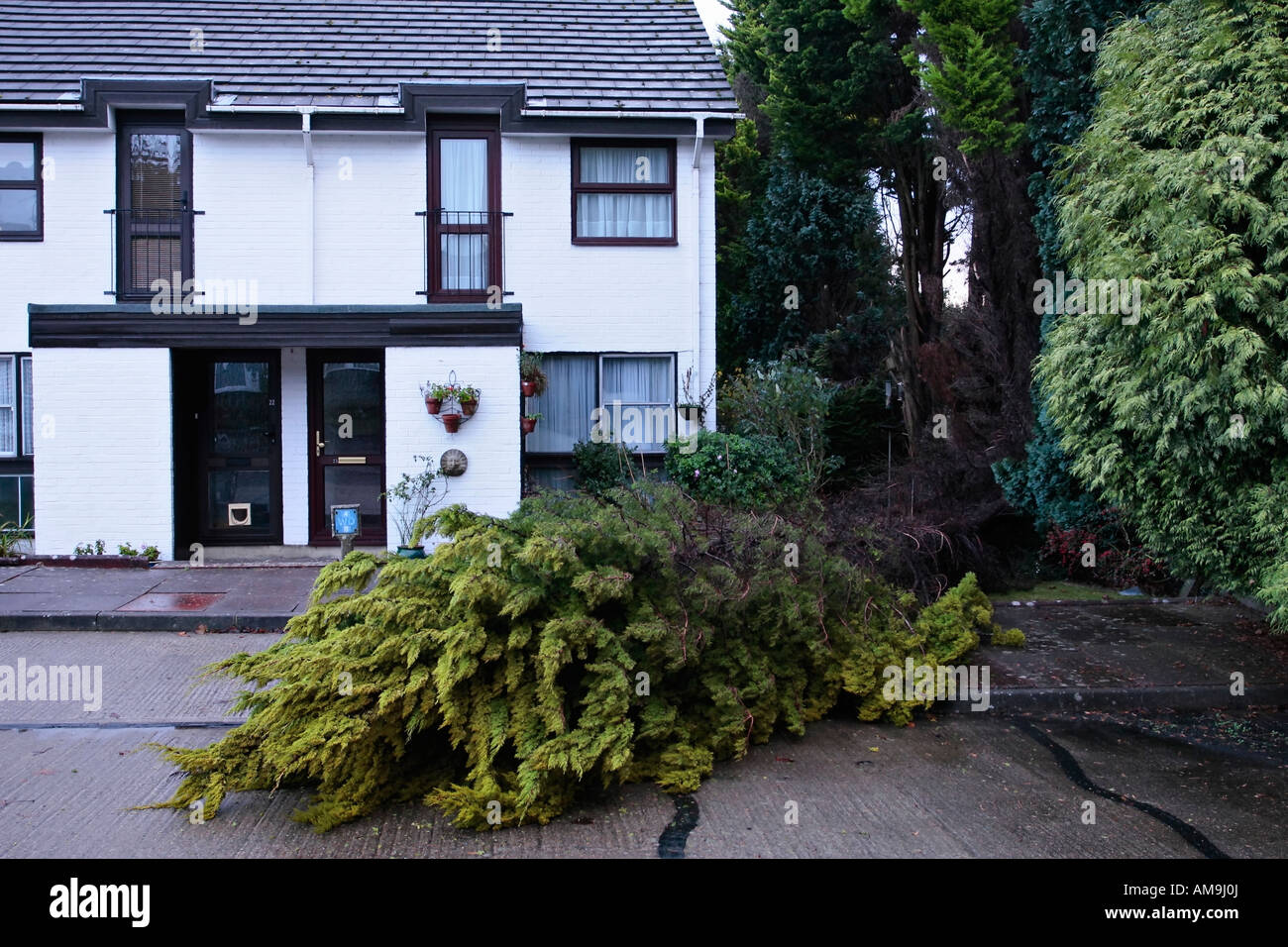 Fallen tree after storm narrowly missing house Stock Photo - Alamy