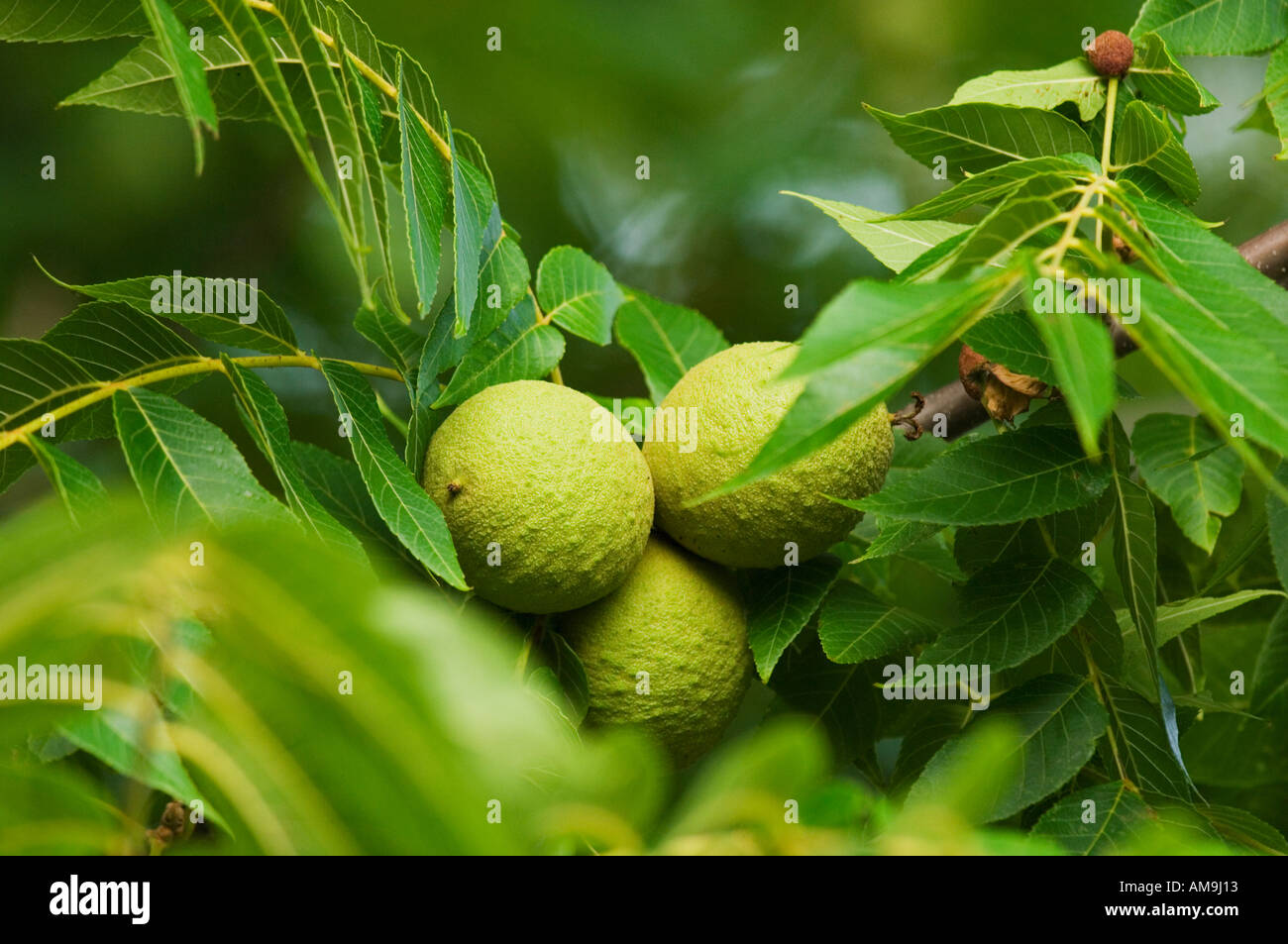 Walnut illinois hi-res stock photography and images - Alamy