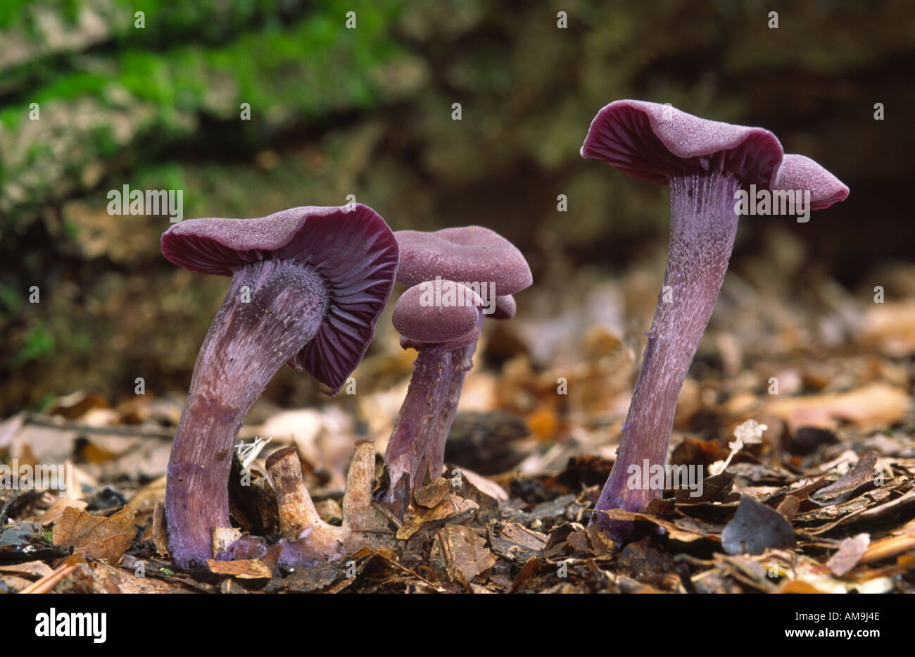 Fungi amethyst deceiver hi-res stock photography and images - Alamy