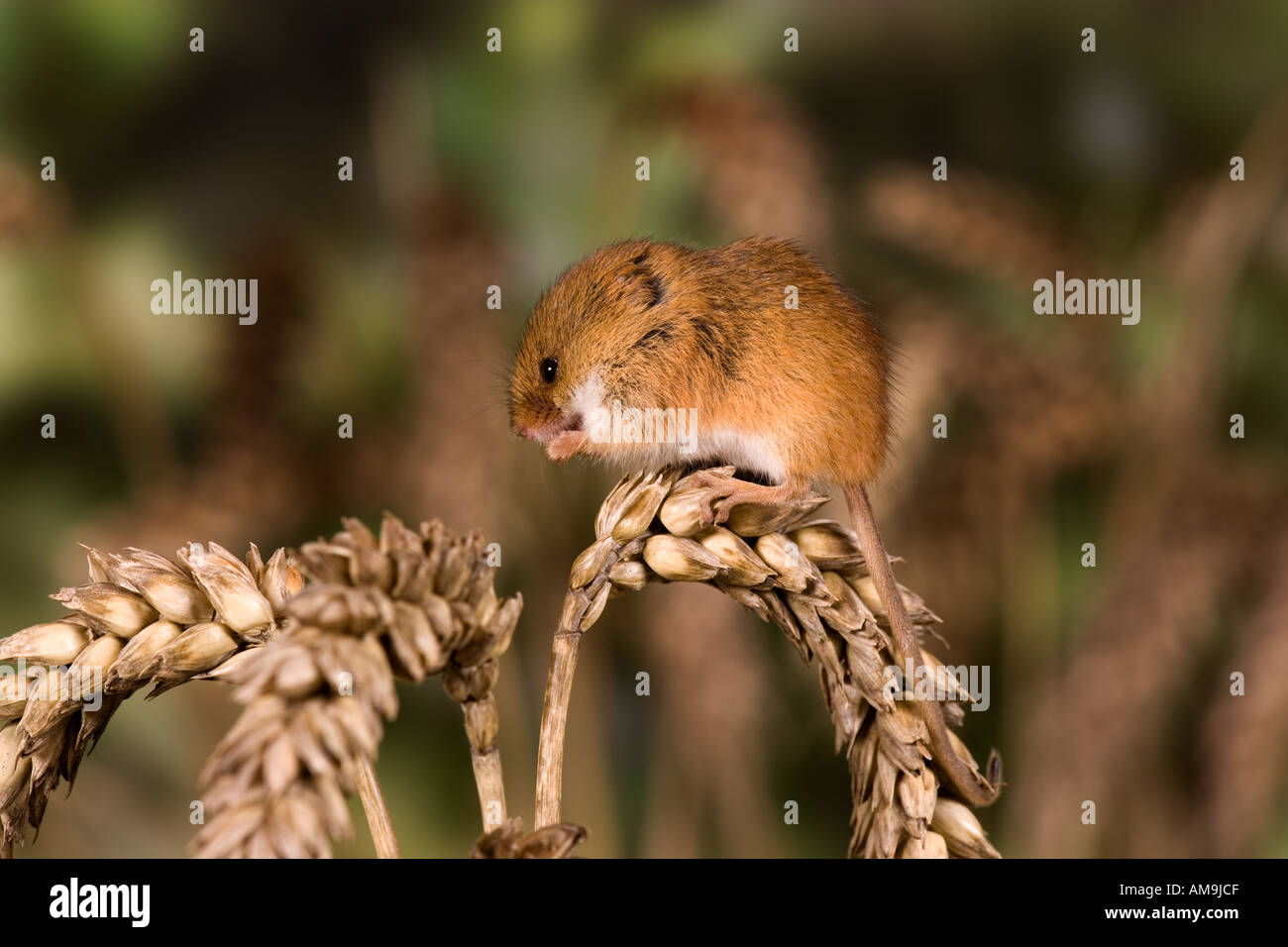 Harvest mouse Micromys minutus Using prehensile tail to hang on wheat ...