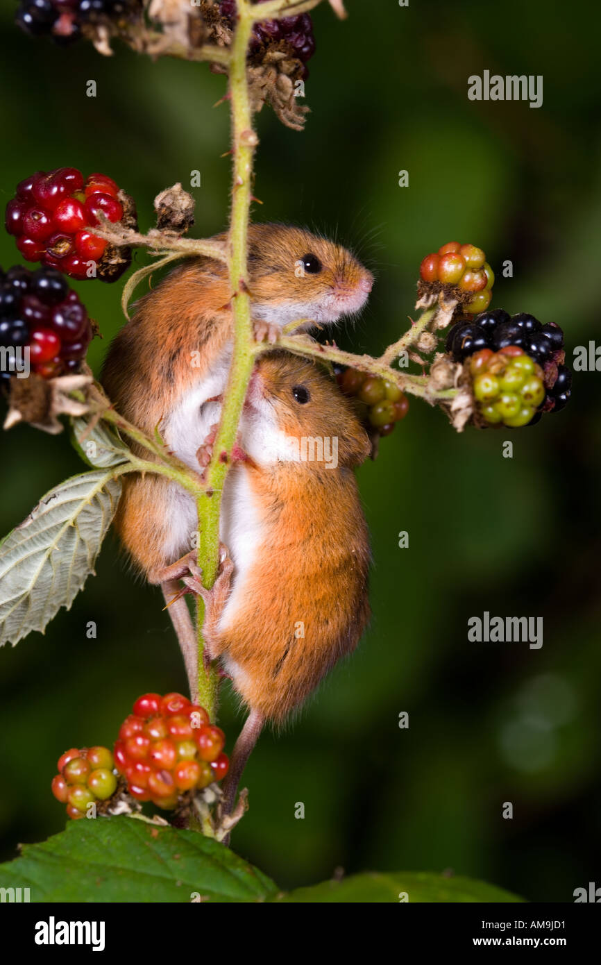 Harvest mouse Micromys minutus Two mice on Bramble interacting with ...
