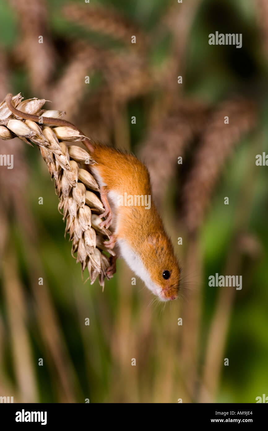 Harvest mouse Micromys minutus Using prehensile tail to hang on wheat ...
