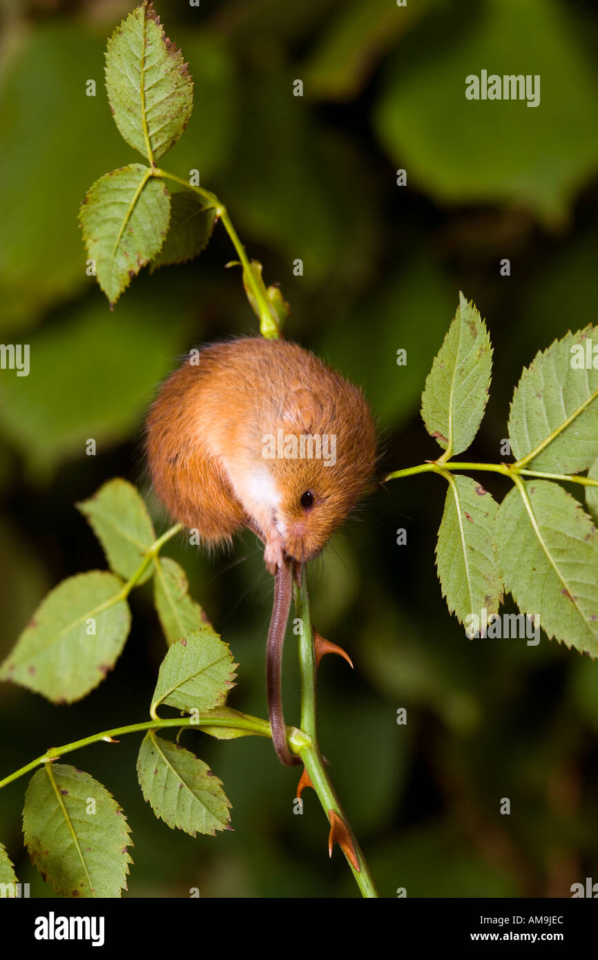 Mouse washing hi-res stock photography and images - Alamy