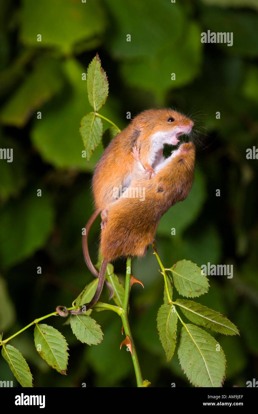 2 Harvest mice Micromys minutus together playing on bramble using ...