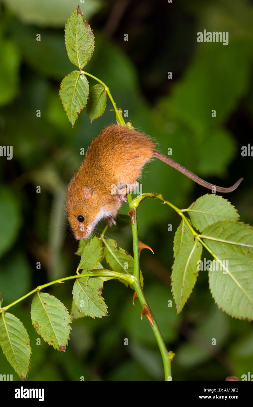 Harvest mouse hi-res stock photography and images - Alamy