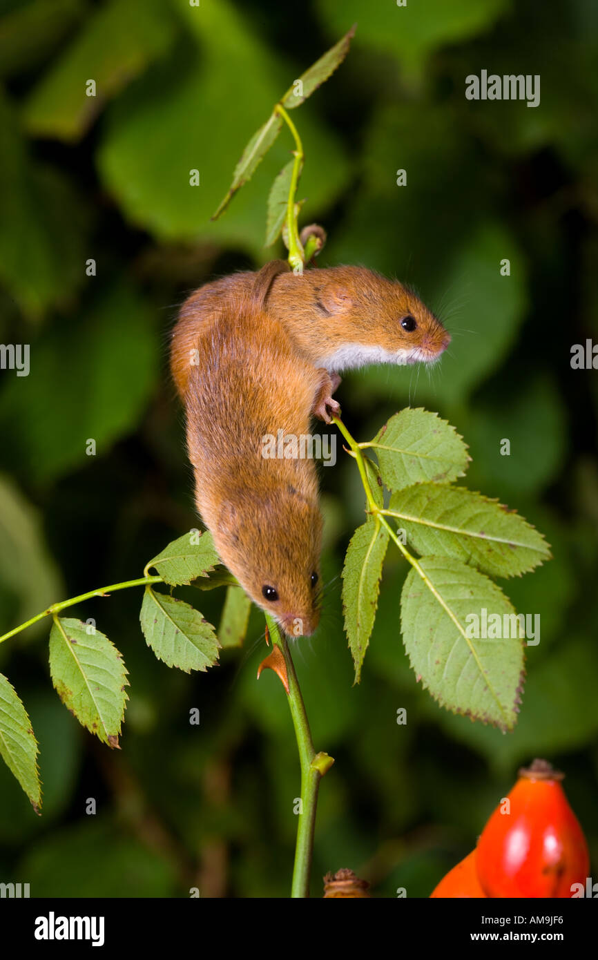 2 Harvest mice Micromys minutus together playing on bramble using ...