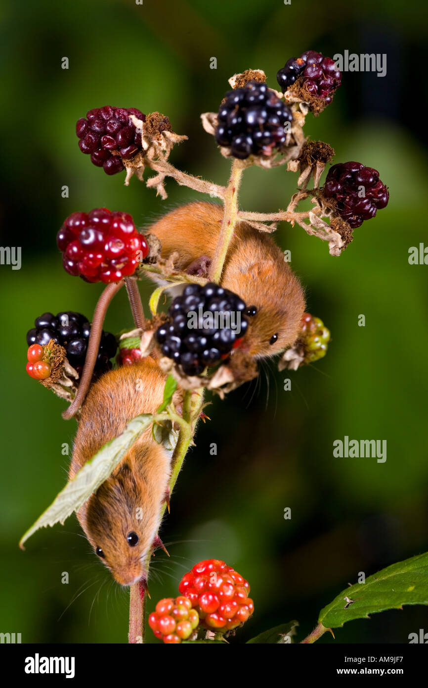 Harvest mouse Micromys minutus climbing on bramble using prehensile ...
