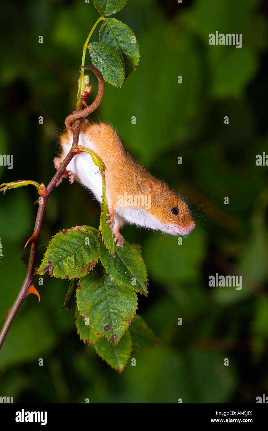 Harvest mouse Micromys minutus climbing on bramble using prehensile ...