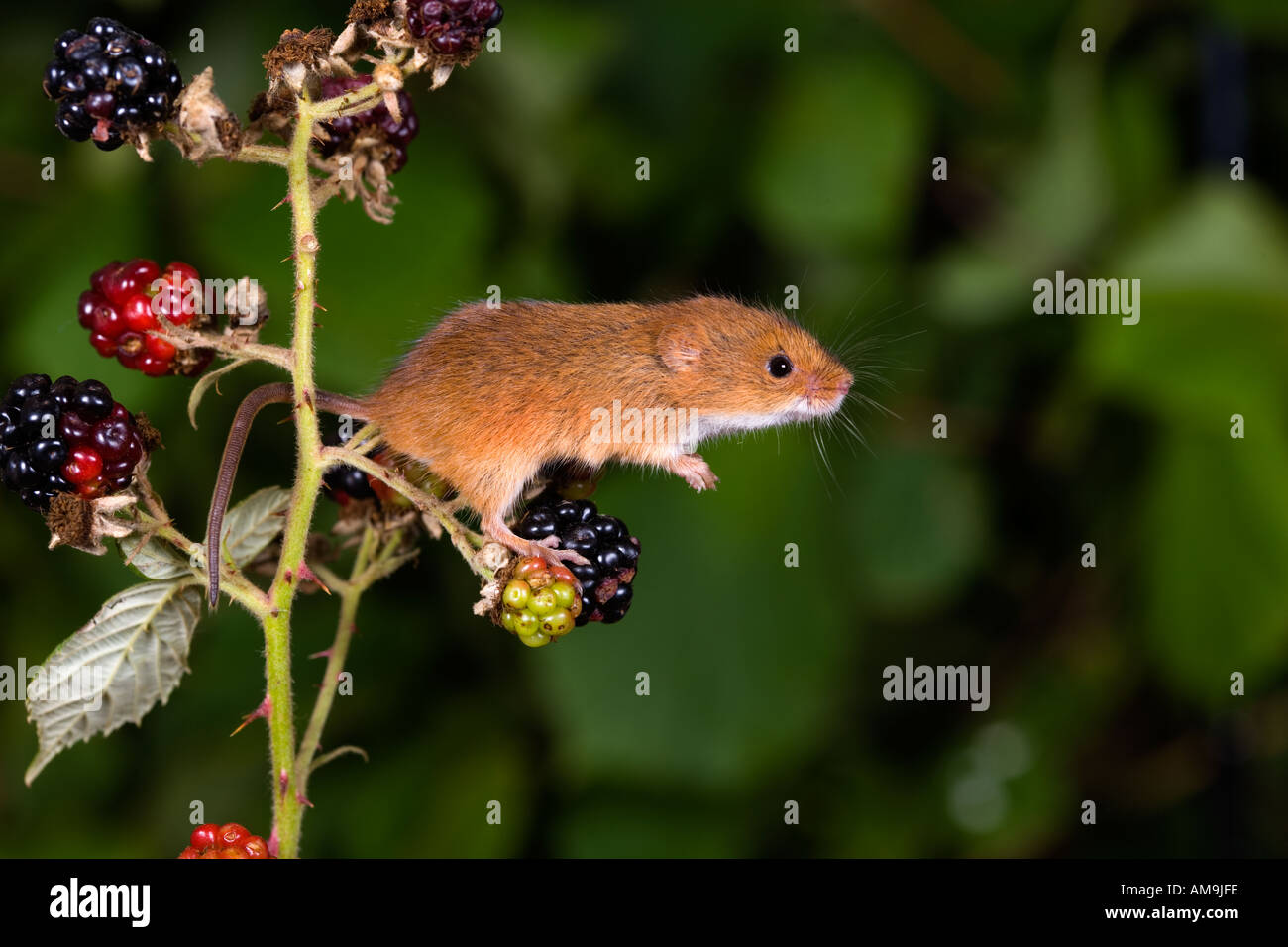 Field Mice Corn High Resolution Stock Photography and Images - Alamy