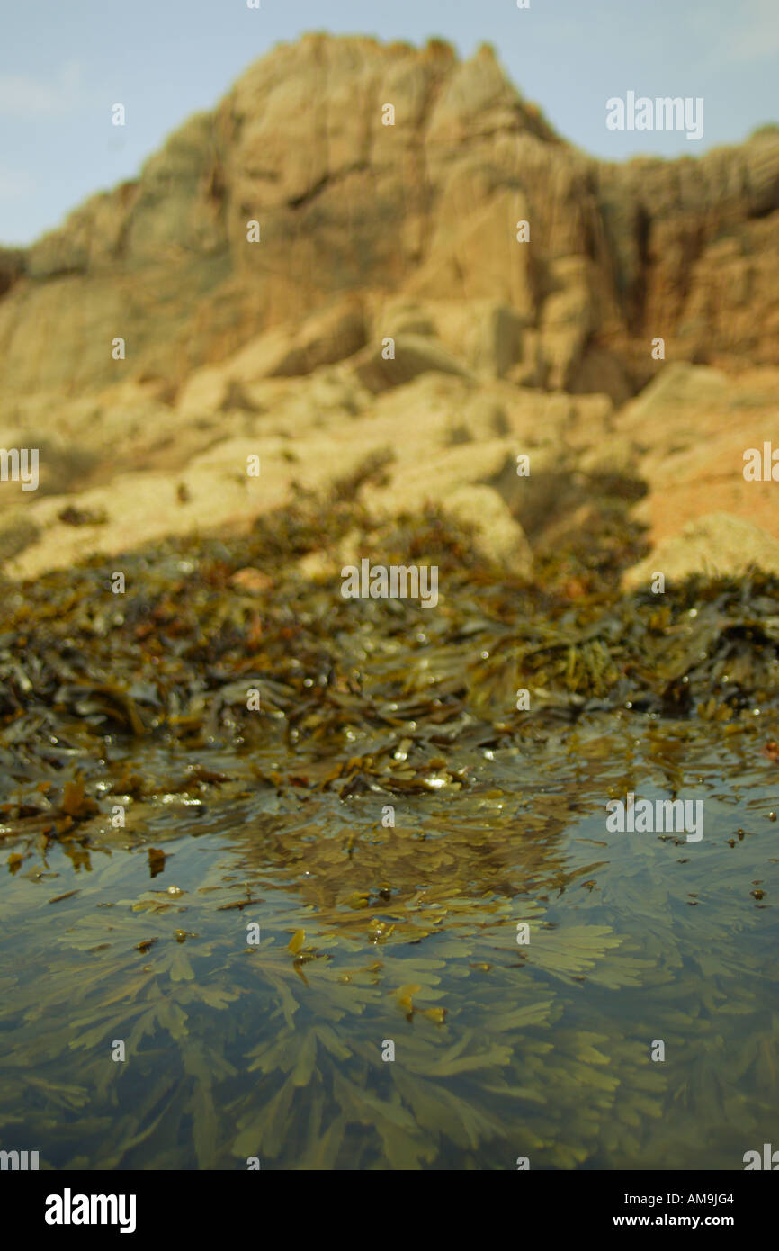 Seaweed in a small rock pool Stock Photo - Alamy