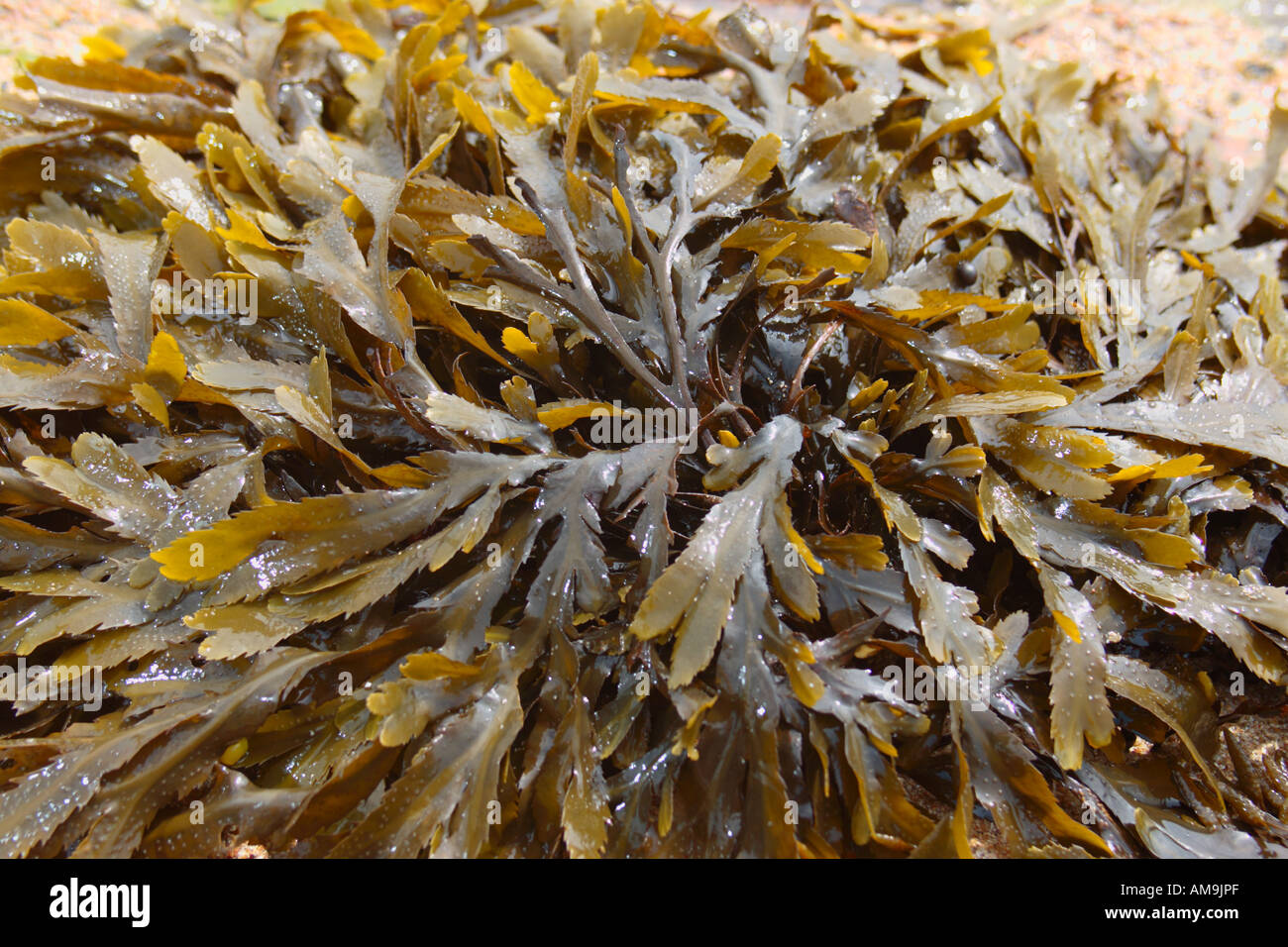 Jersey seaweed hi-res stock photography and images - Alamy