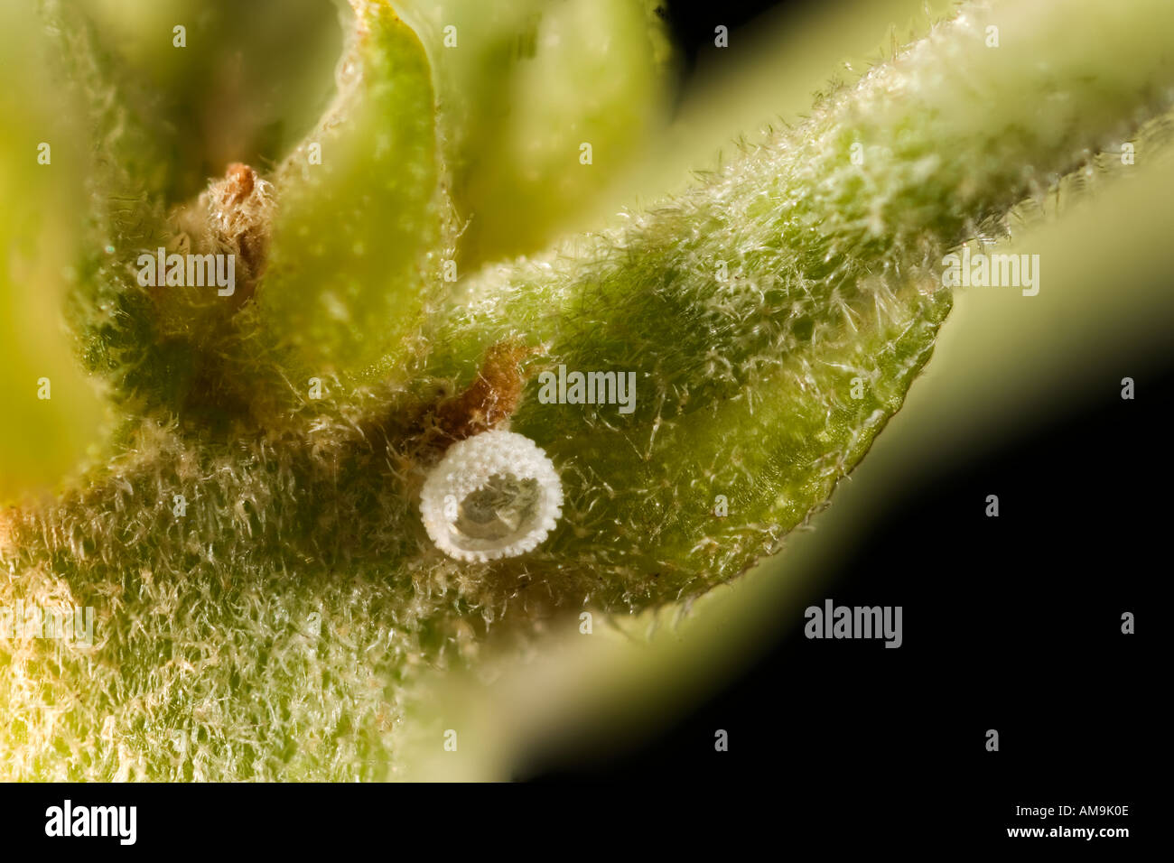 Holly Blue Celastrina argiolus Empty egg case on Ivy potton ...