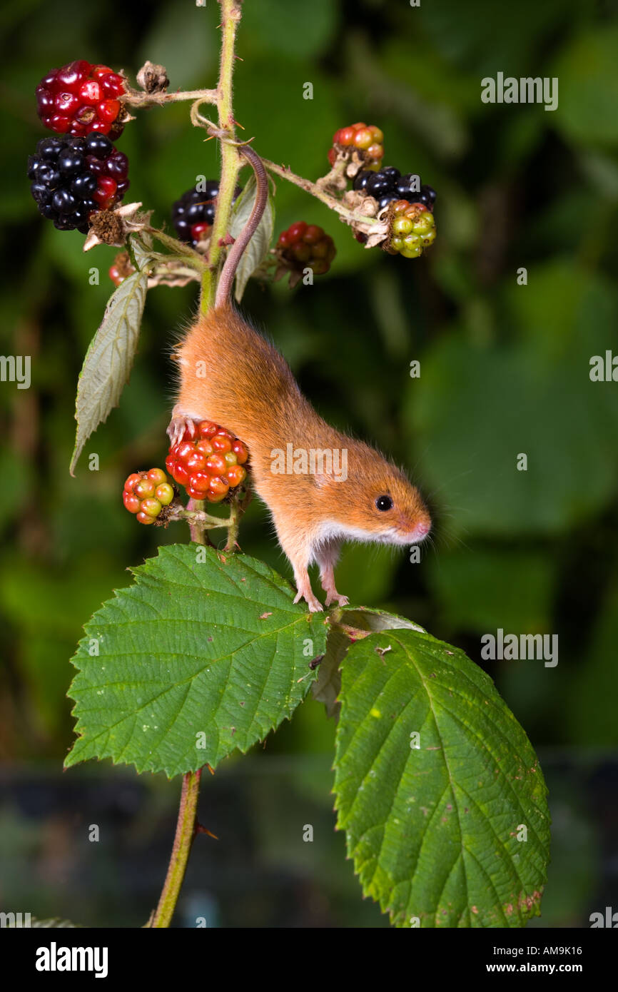 Harvest mouse Micromys minutus climbing on bramble using prehensile ...