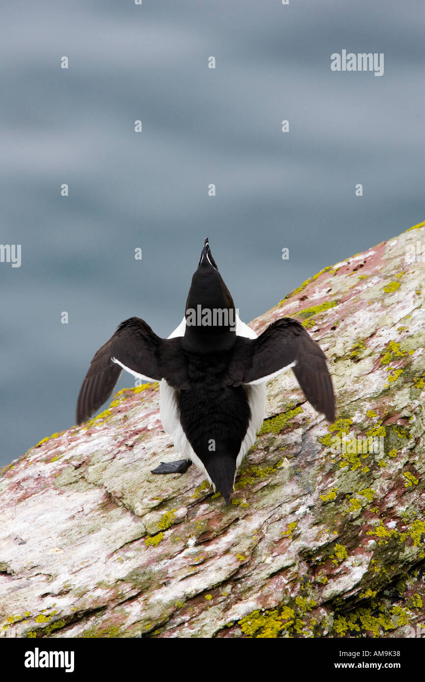 Razorbill Alca torda On rock outcrop with head up and wings out Skokham ...