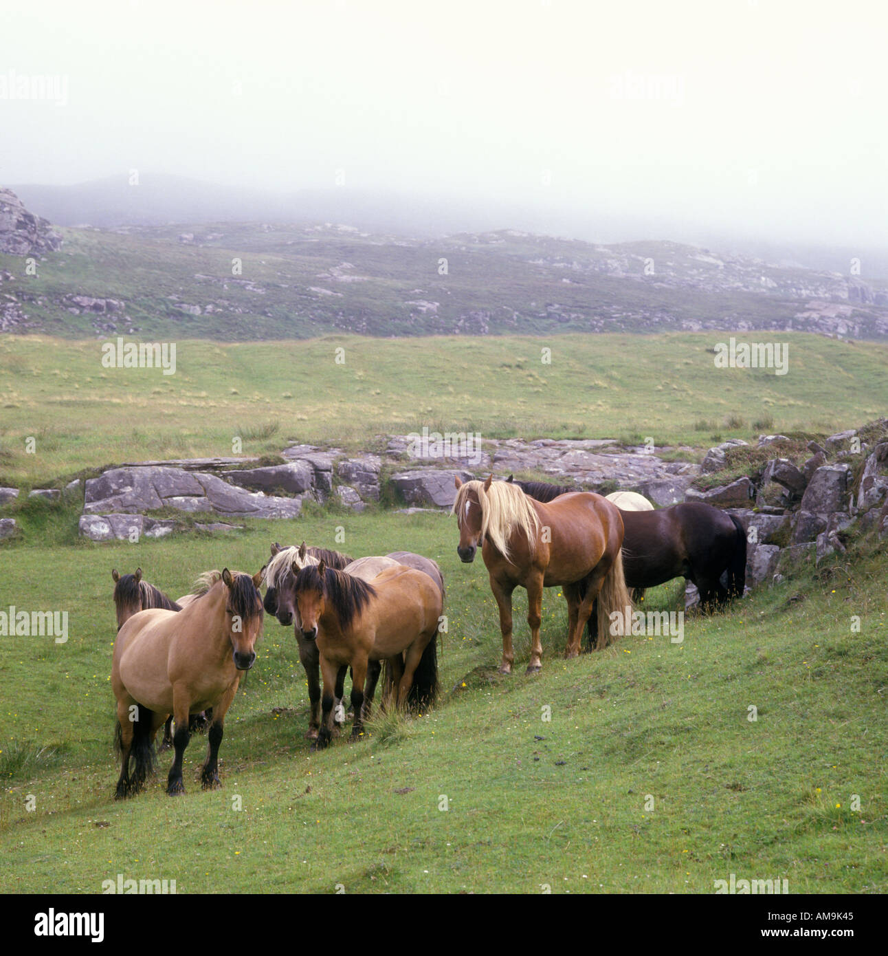 Pony rum hi-res stock photography and images - Alamy