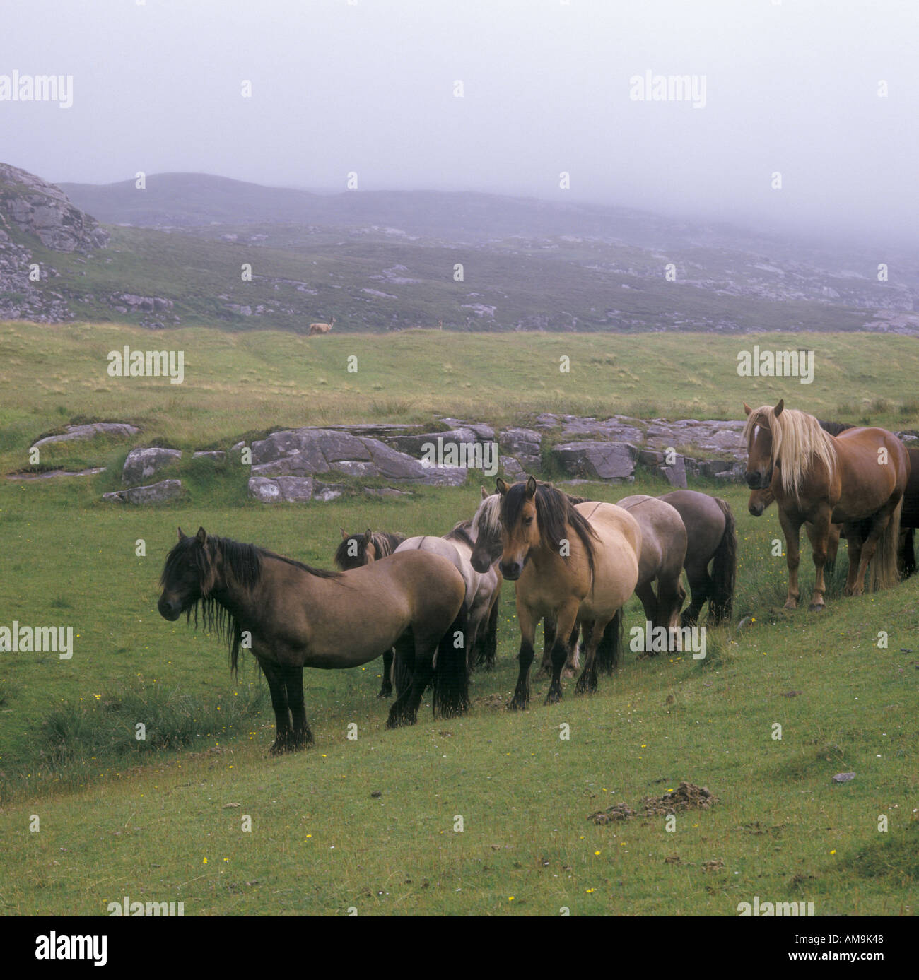 Pony rum hi-res stock photography and images - Alamy