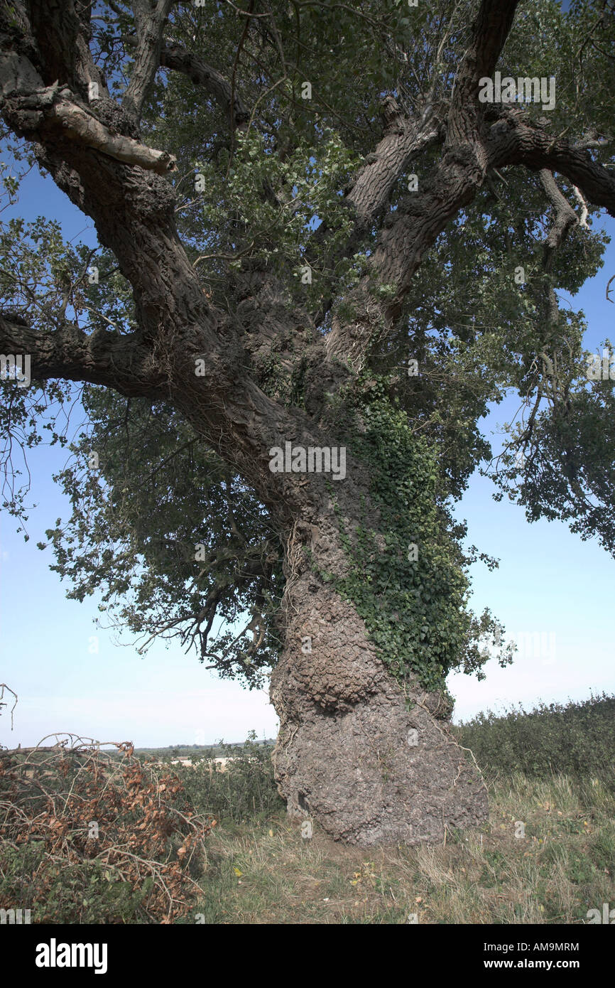 Native English Black Poplar tree Populus nigra, Butley, Suffolk ...