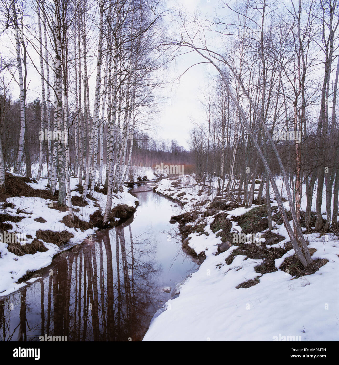 A snowy birch tree forest with a stream Stock Photo - Alamy
