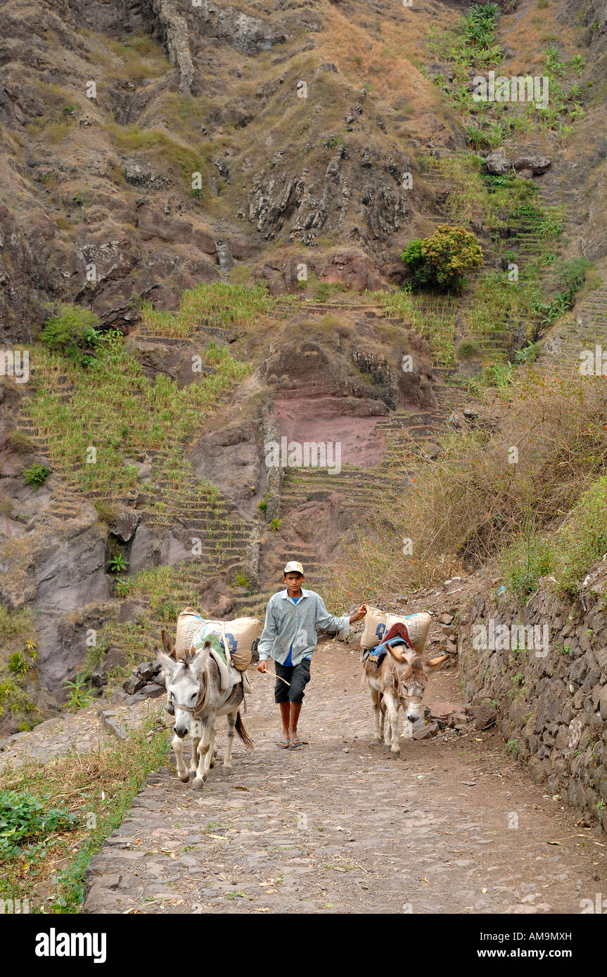 Cape Verde, Santo Antao Island, mule-driver in Ribeira da Torre (Tower ...