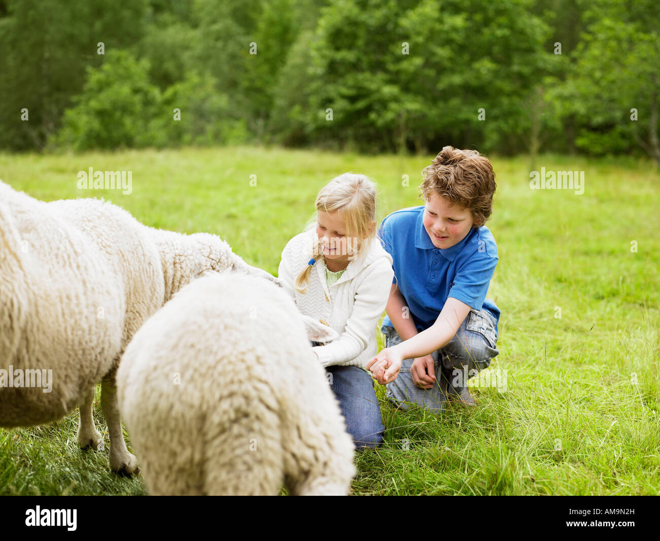 Boy and girl in a field with sheep hi-res stock photography and images ...