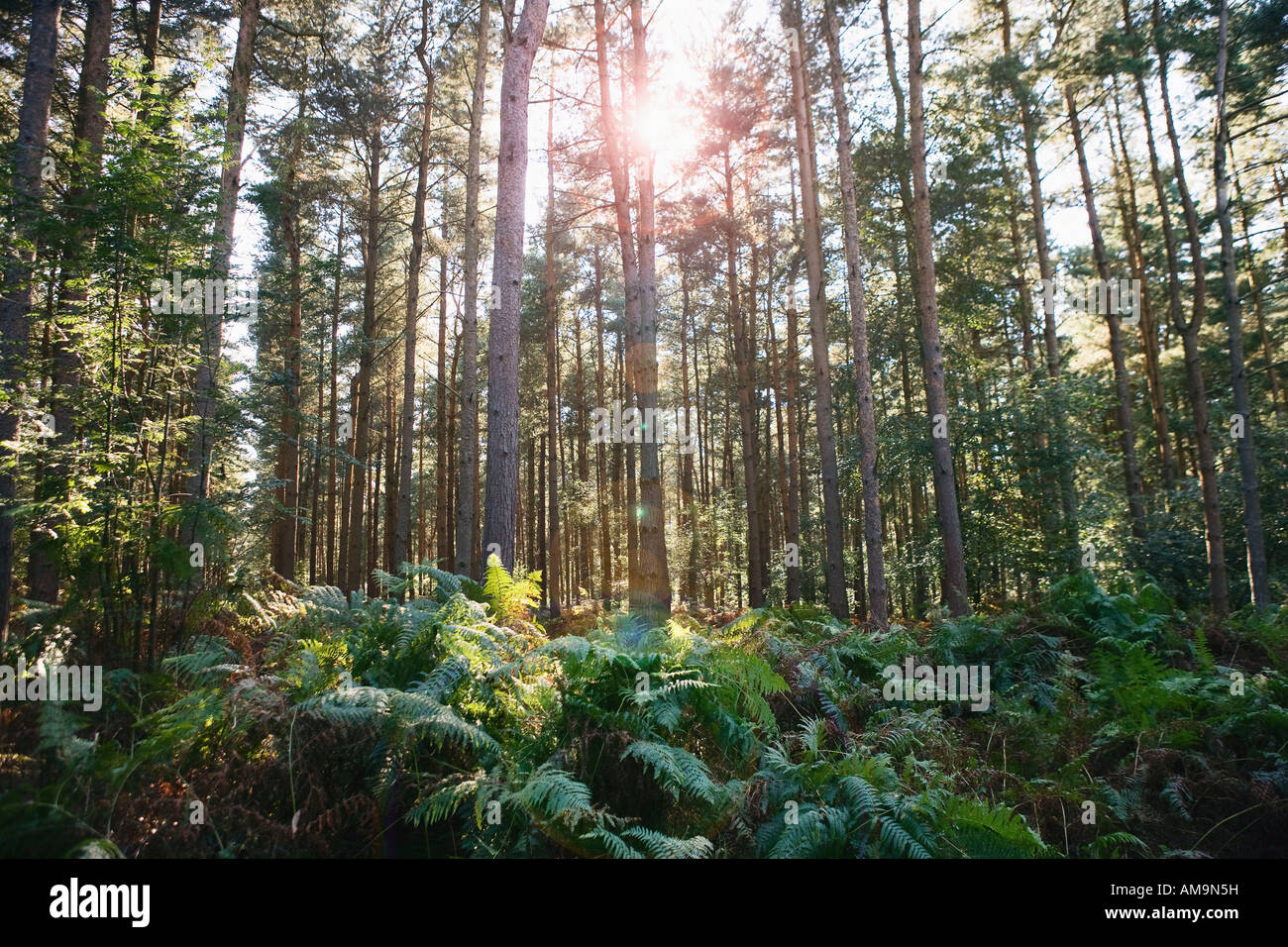 Birch tree forest Stock Photo - Alamy