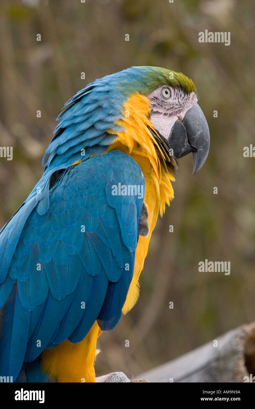 Blue and yellow macaw parrot Stock Photo - Alamy