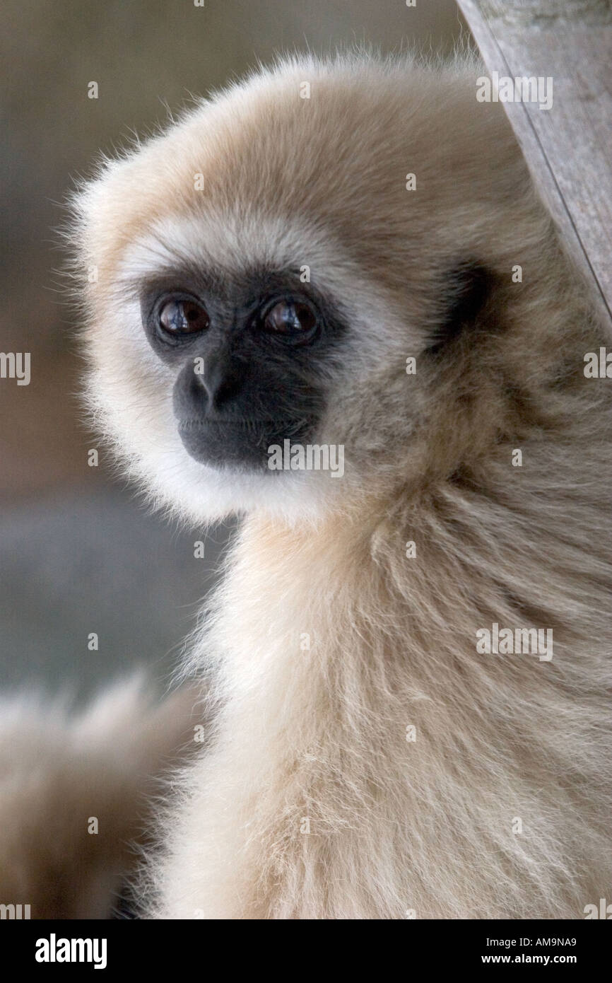 Langur monkeys slender long tailed monkey of Asia Stock Photo - Alamy