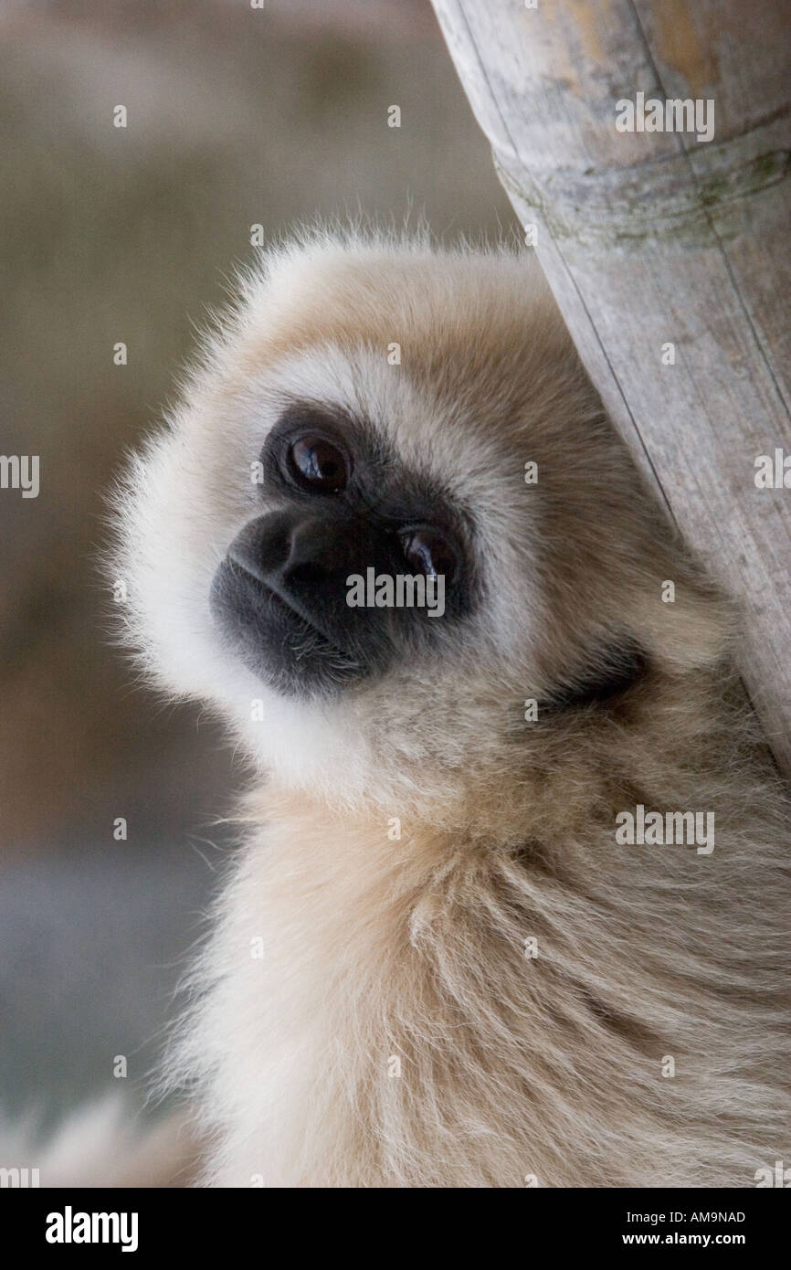 Langur monkeys slender long tailed monkey of Asia Stock Photo - Alamy