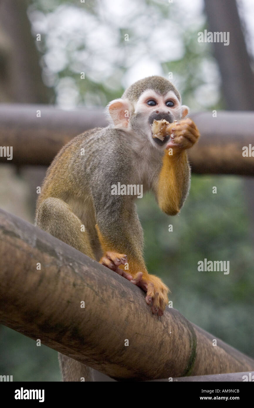 Colchester Zoo Monkey High Resolution Stock Photography and Images - Alamy