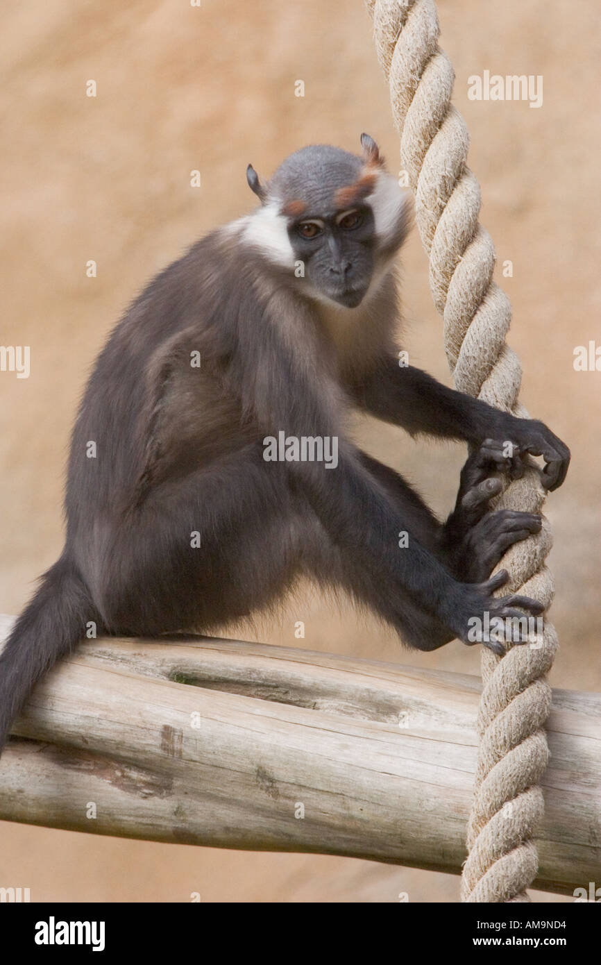 Colchester Zoo Monkey High Resolution Stock Photography and Images - Alamy