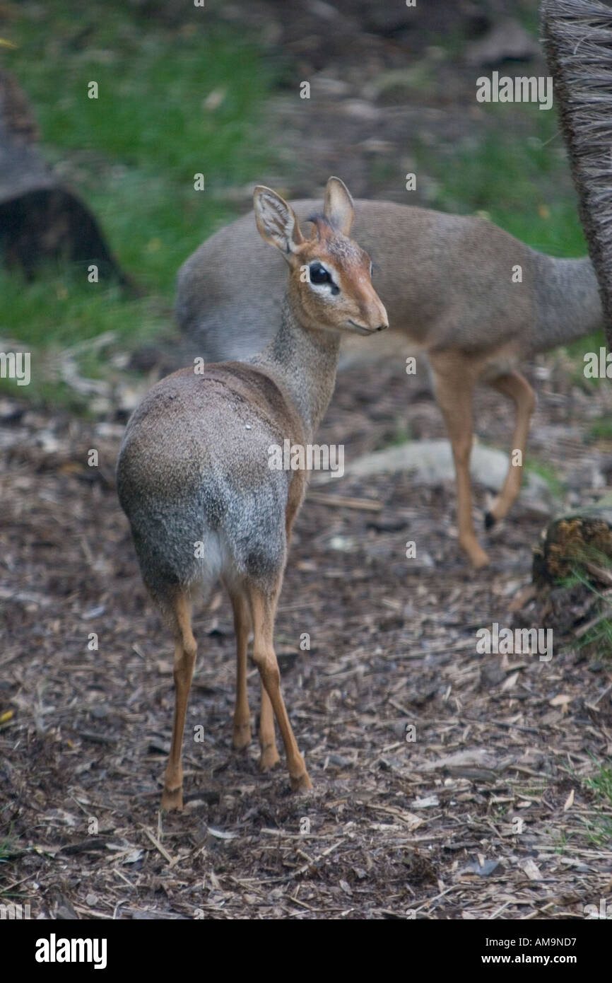 Gunther's Dik Diks are graceful dwarf antelopes Stock Photo - Alamy