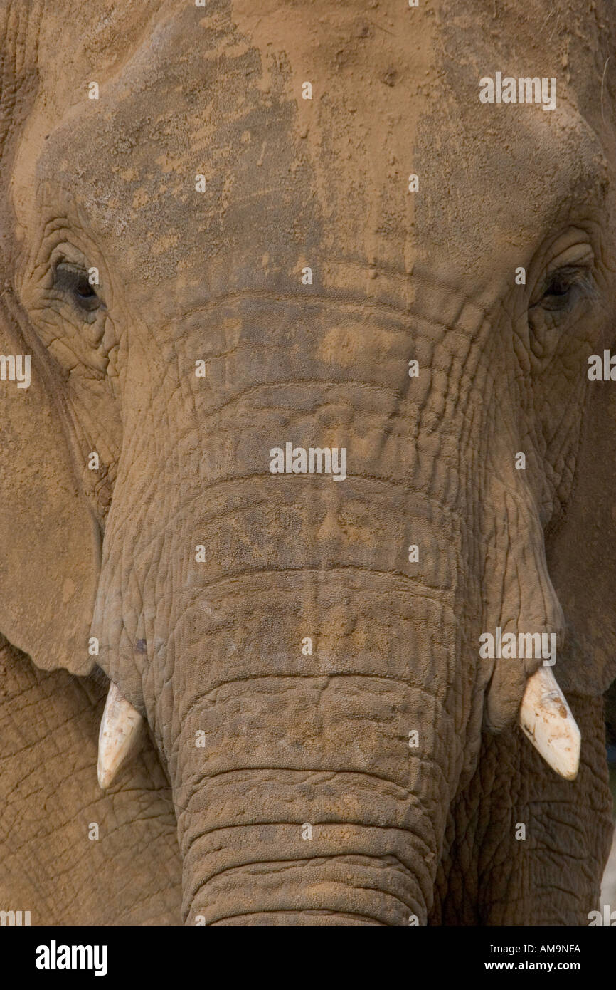 Uk zoo elephants hi-res stock photography and images - Alamy