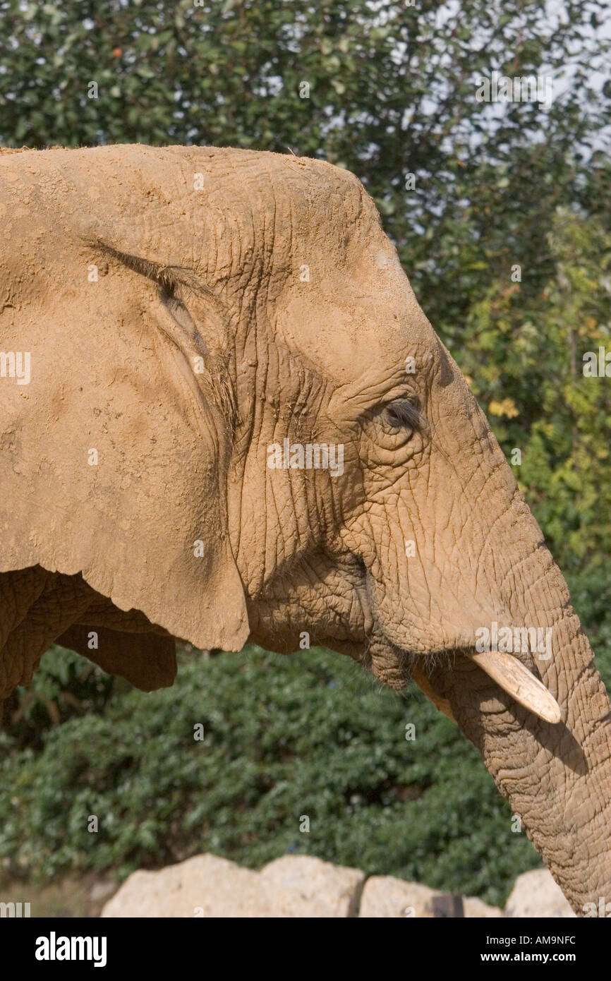 Elephants uk zoo hi-res stock photography and images - Alamy