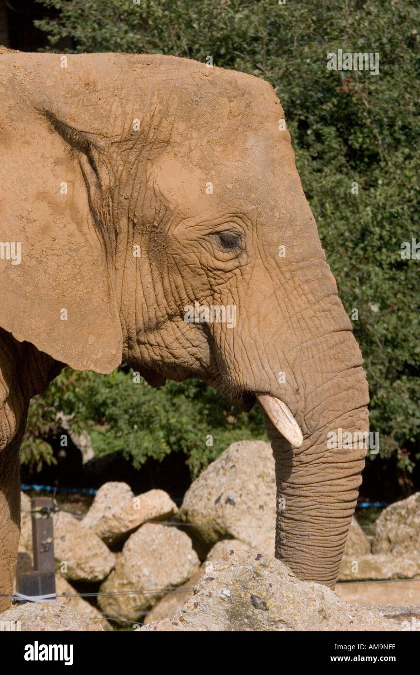 Elephants uk zoo hi-res stock photography and images - Alamy