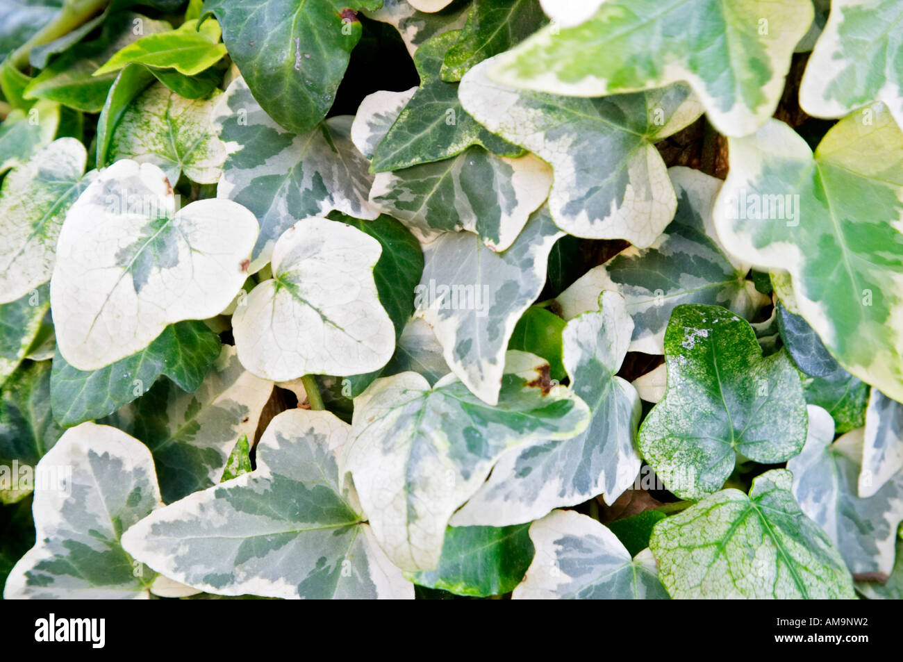 Ivy leaf background Hedera helix Stock Photo - Alamy
