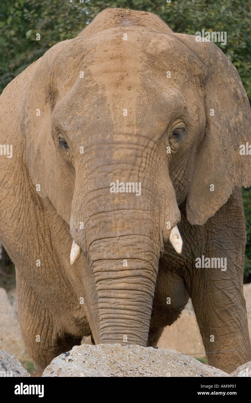 Uk zoo elephants hi-res stock photography and images - Alamy