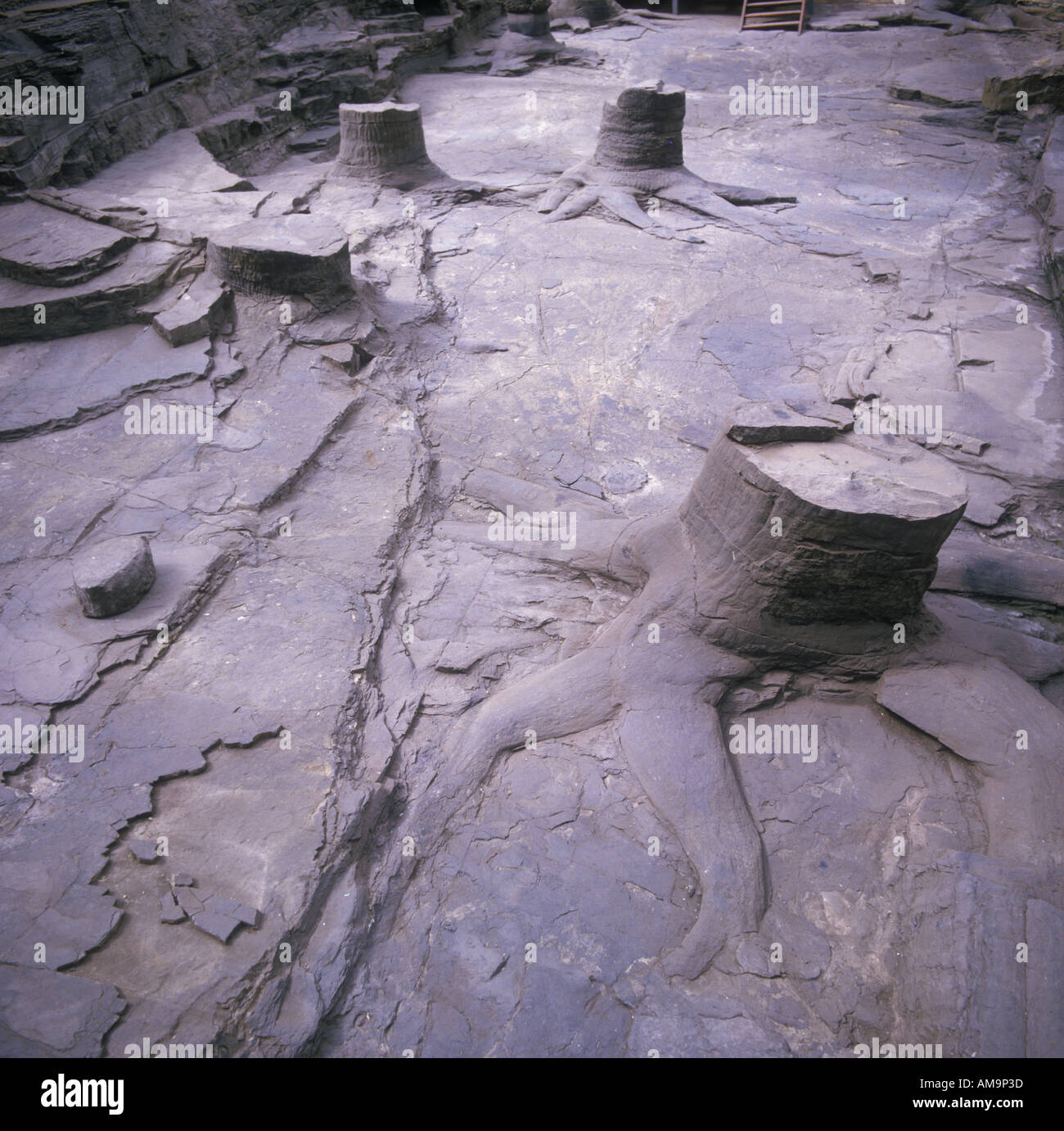 Fossil grove, glasgow hi-res stock photography and images - Alamy