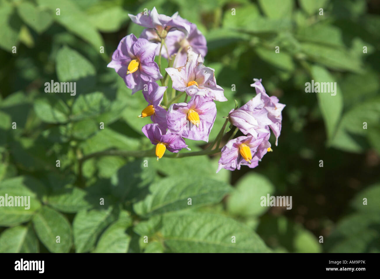 Close up of purple and yellow potato blossom Stock Photo - Alamy