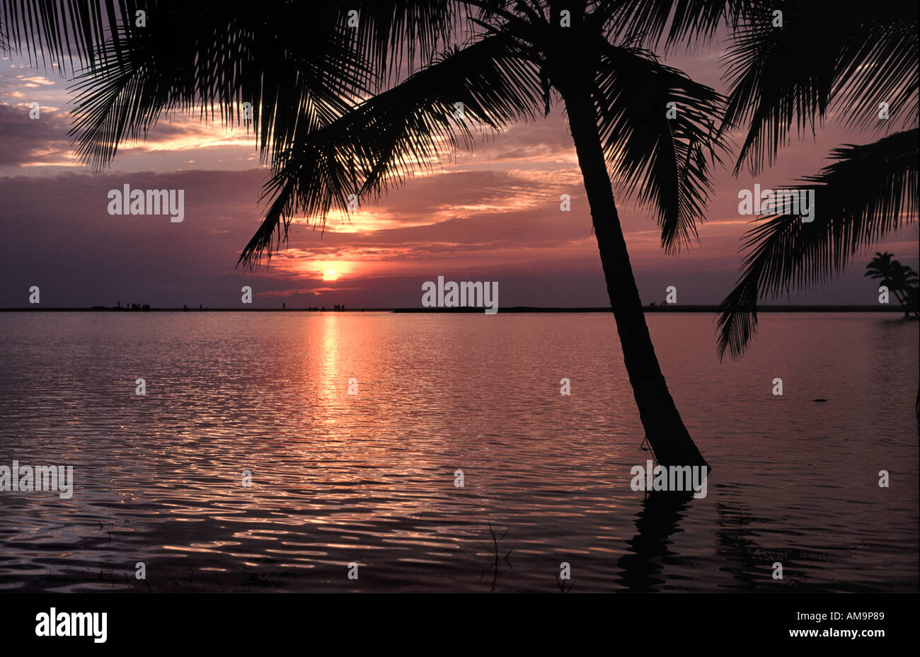 Poovar, Kerala, India sunset over the sea through the palm trees Stock ...